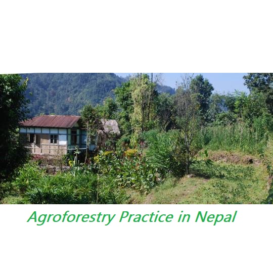 Agroforestry and Food Security Status in Nepal - Blogger Nepal