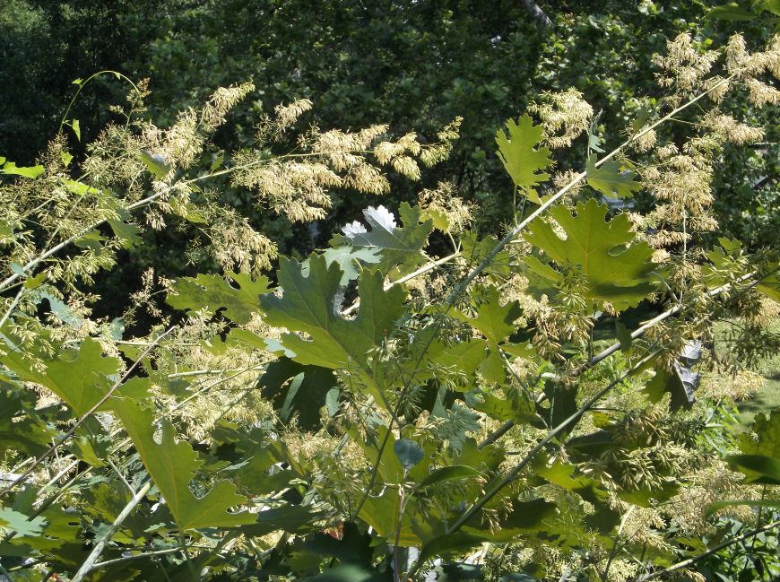 Future Plants by Randy Stewart: Macleaya - Plume Poppy