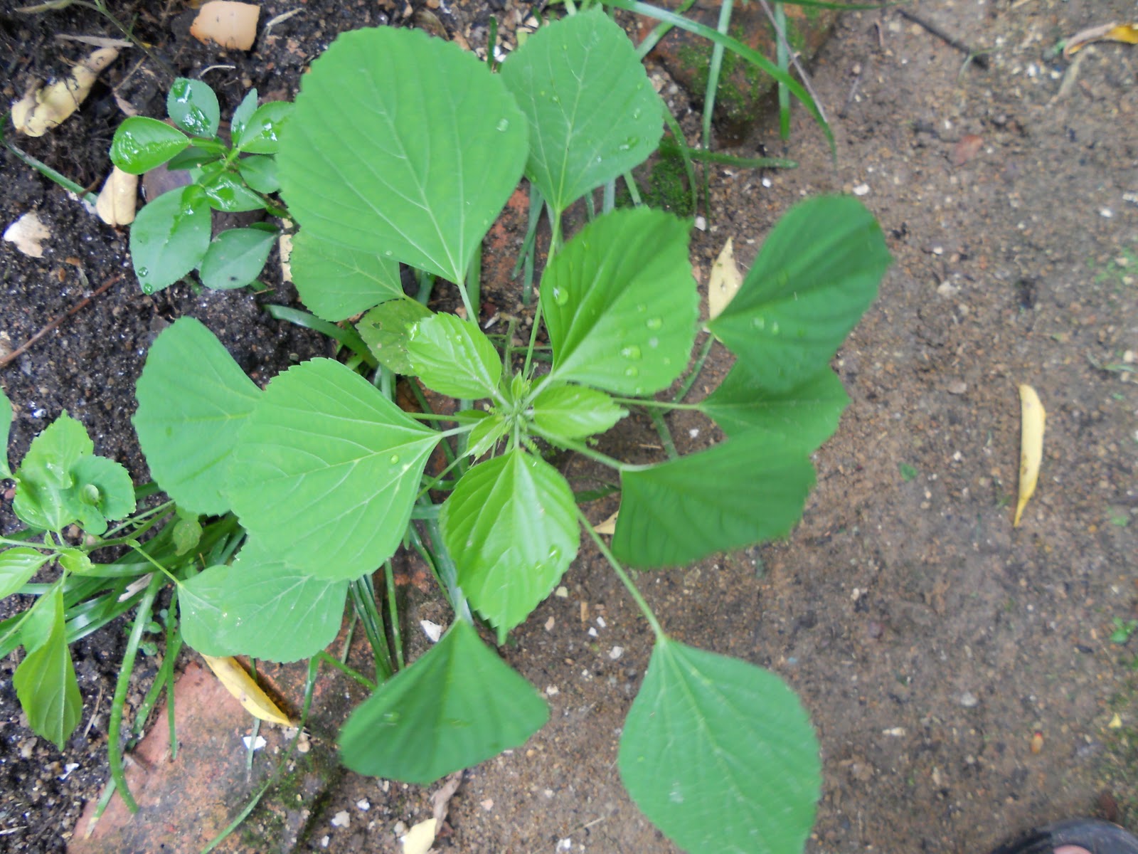 Medicine Newbie: Herbs in daily life - Indian nettle
