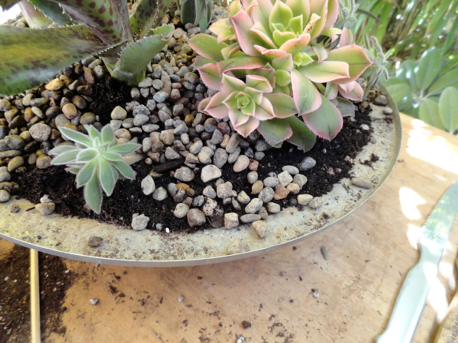 danger garden: Garden update: the Agave dish planters
