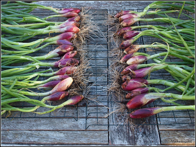 Mark's Veg Plot: Onion "Long Red Florence"