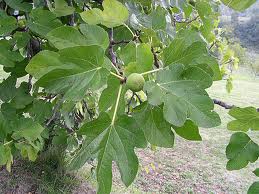 In en om die huis: 'n Vyeboom in jou tuin