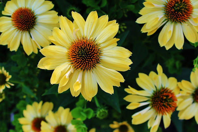 Raspberry Beret - La Pêche Fraîche