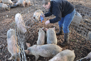 meat: Replacement gilts / marking pigs / breeding / handling