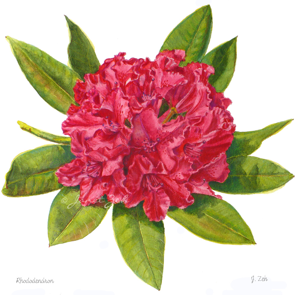 Janet Zeh Original Art Watercolor and Oil Paintings: Red Rhododendron ...