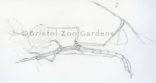 Diary of a zoo illustrator: Goliaths