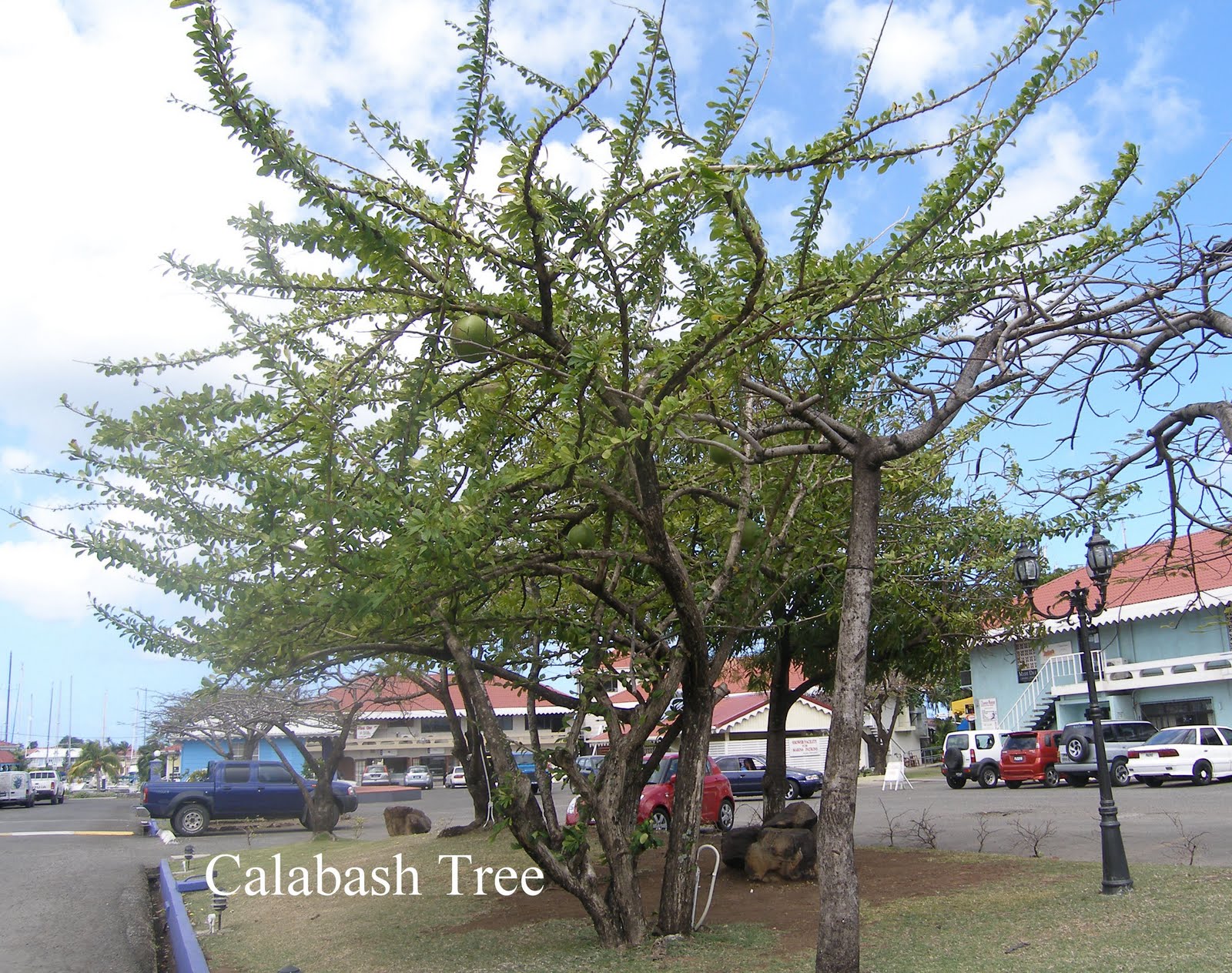 Sailing Diary: St Lucia February 2011