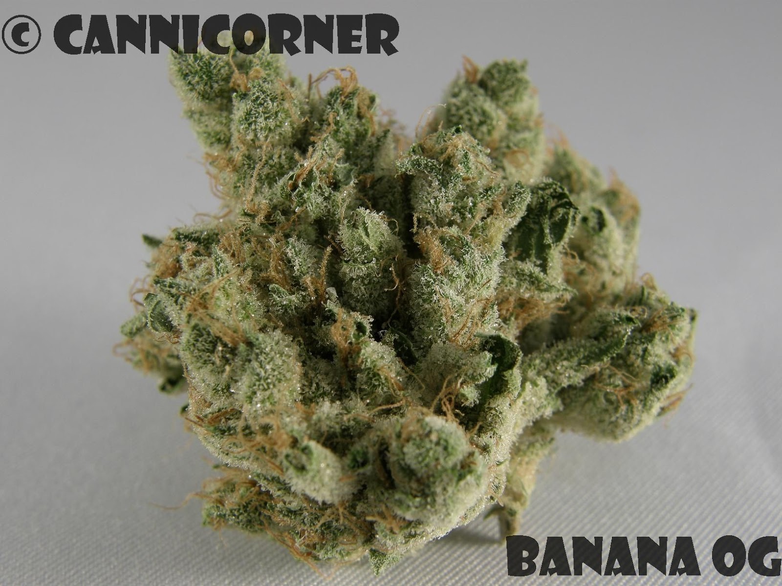 CanniCorner: Banana OG (Banana Kush x OG Kush)