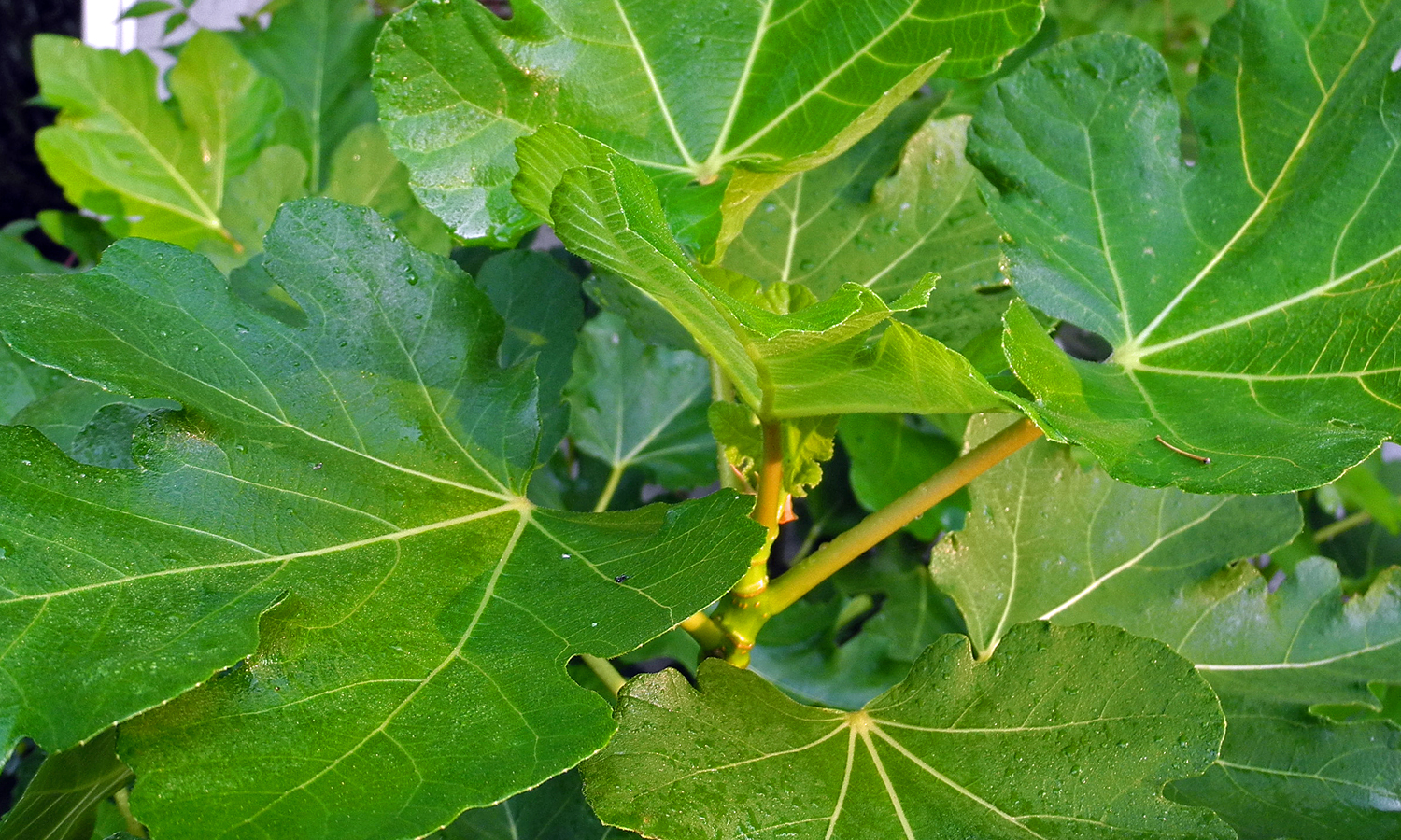 feigen | purpurgarden