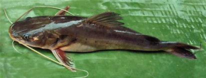 Bangladesh Development Studies: Freshwater Fish of Bangladesh