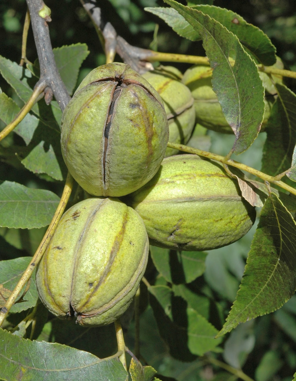 Northern Pecans: 2015