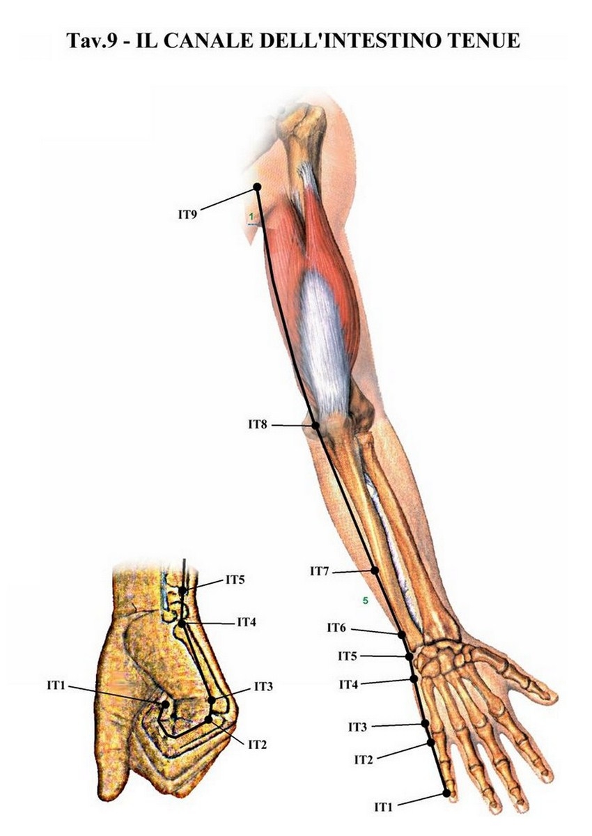 Medicina energetica: agopuntura e omeopatia: Meridiano Principale di ...