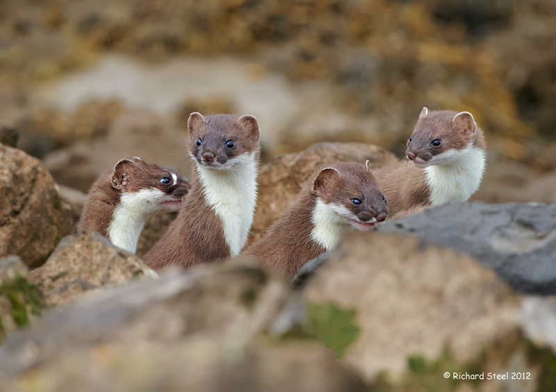 Wildlife Photographic Journals