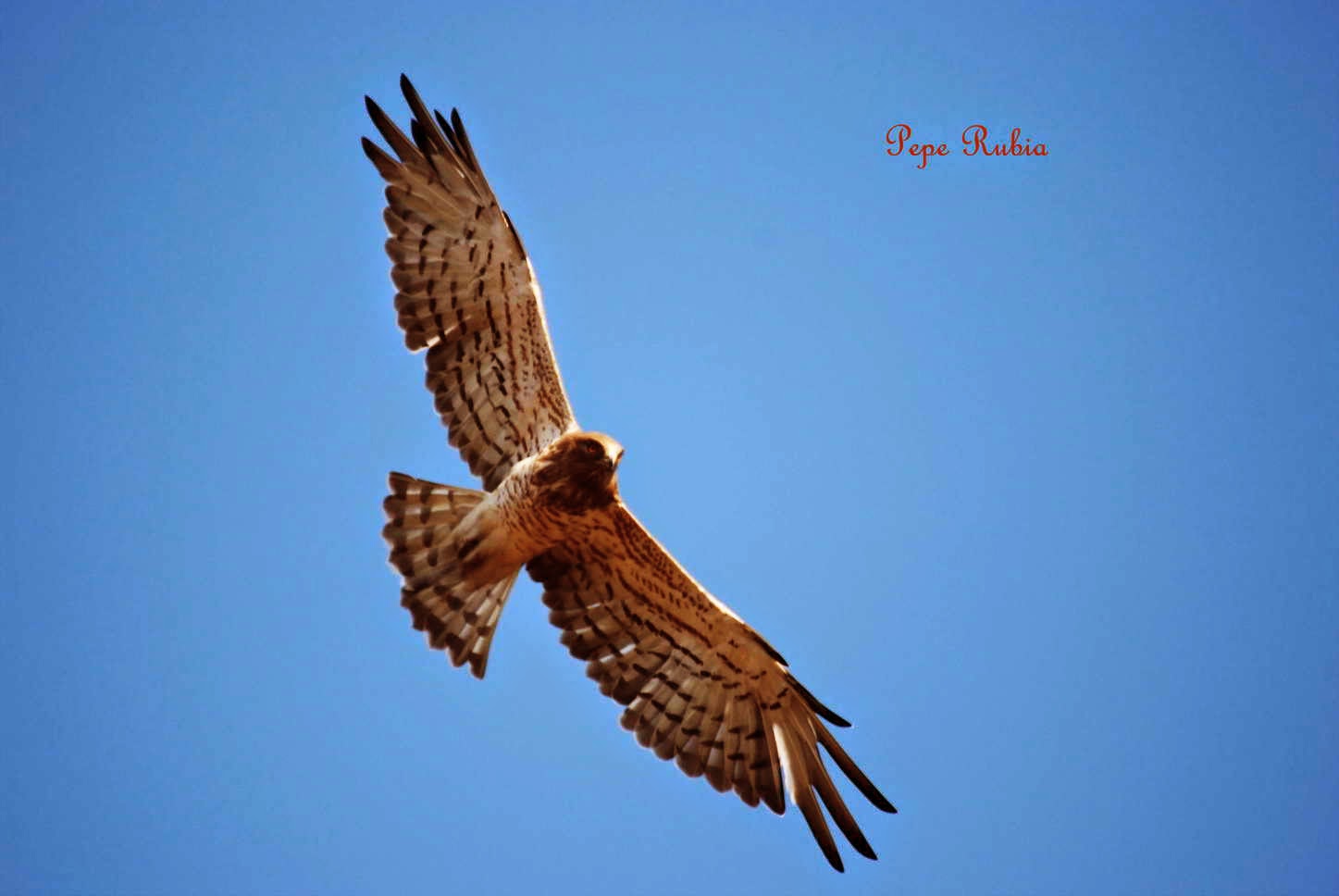 Biodiversidad Costa Granadina y ... (Fauna): Águila culebrera europea ...
