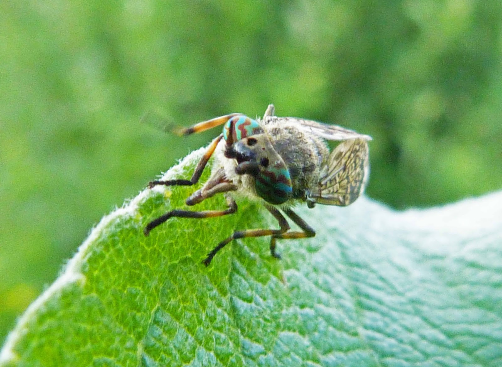 Insects of Scotland: Mosquitoes/Midges/Horseflies