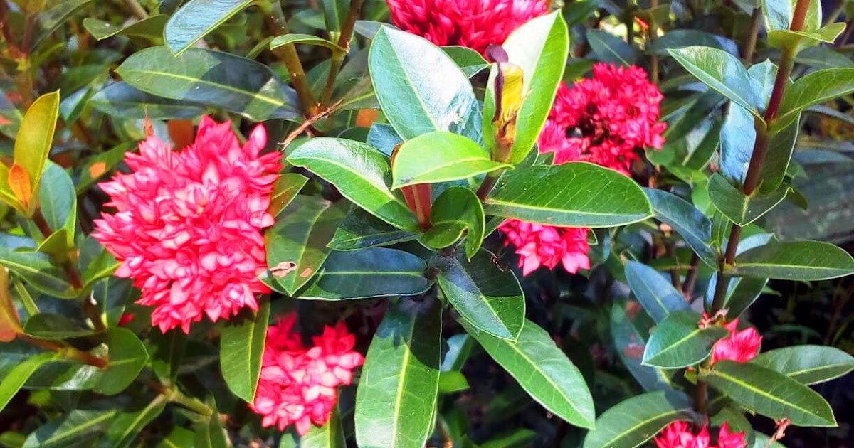 Inspirasi Jenis Tanaman untuk Pagar Rumah - Dunia Sipil