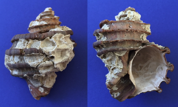 Fossils and Other Living Things: Interpreting Fossil Tableaus Frozen in ...