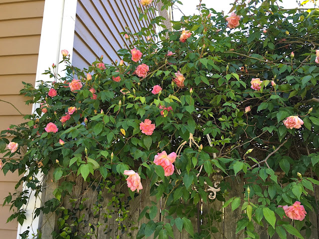 THE FRENCH HUTCH: ROSE GARDEN TEA FOR TWO