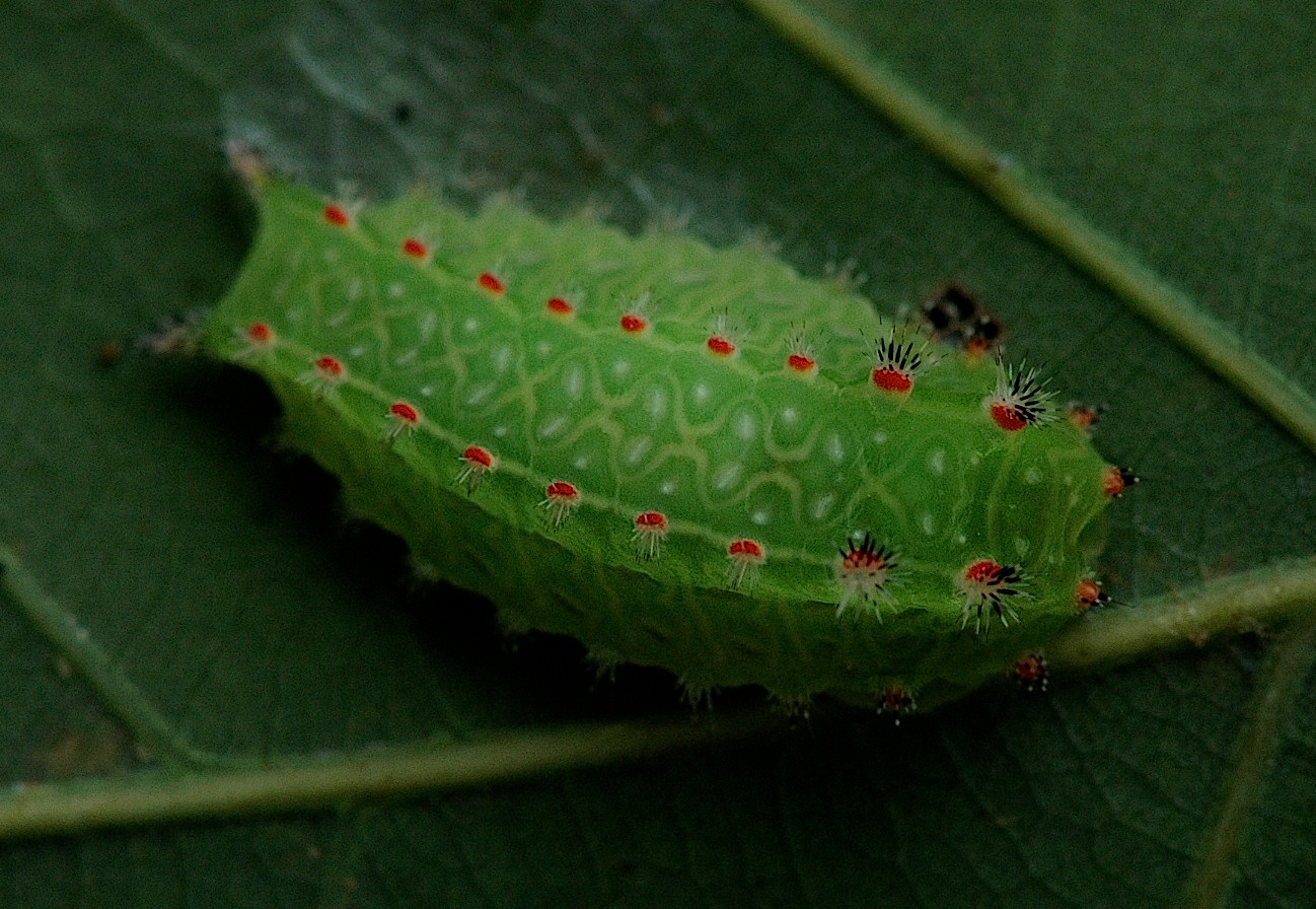 Field Biology in Southeastern Ohio: Stinging Slug Caterpillars, OUCH!!
