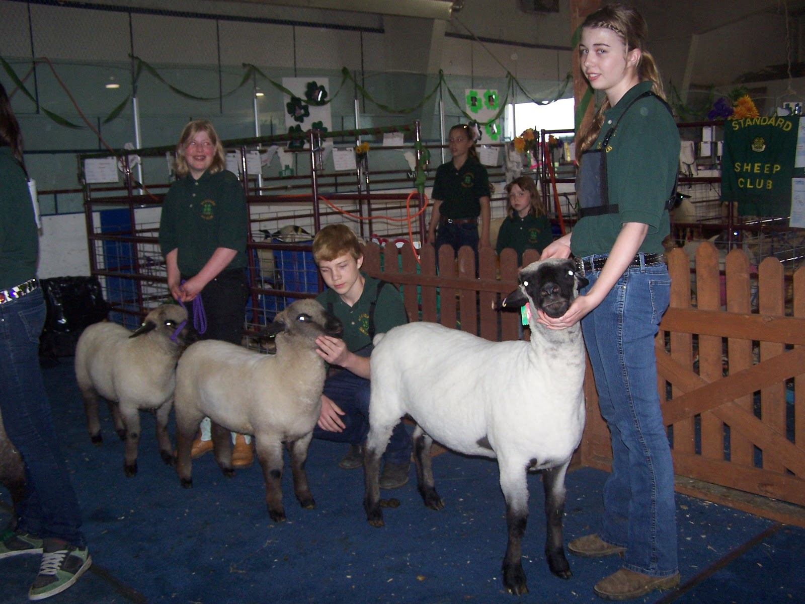 Prairie Winds Hampshires: Sheep Show Classes: Yearling Ewe