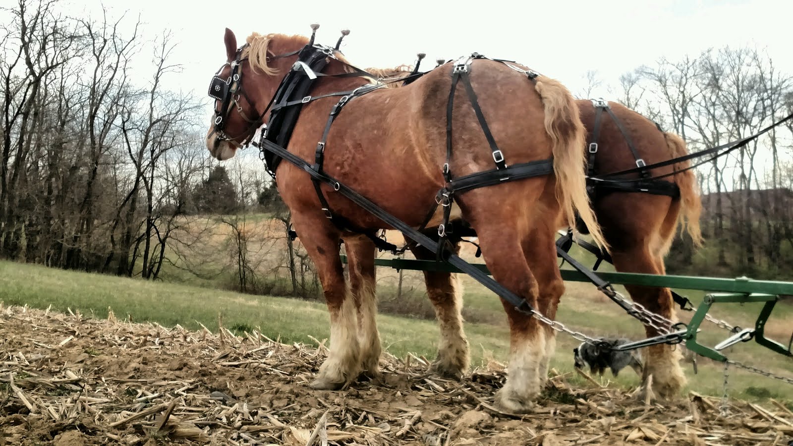 Draft Horses, Farming, Produce, and a Little bit of Life's Happening's
