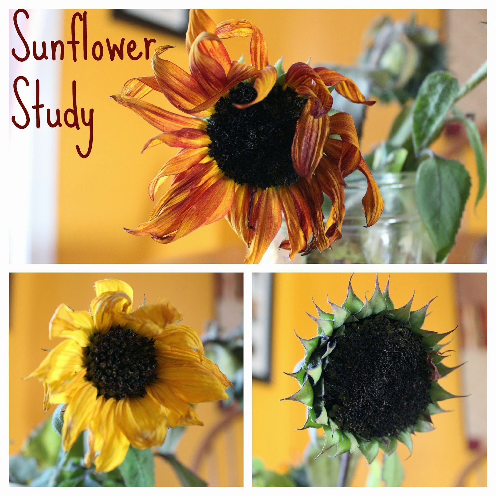 Sunflower "Dissection" :: October Nature Study