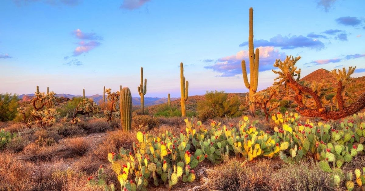 Aridoamérica | Lizerindex