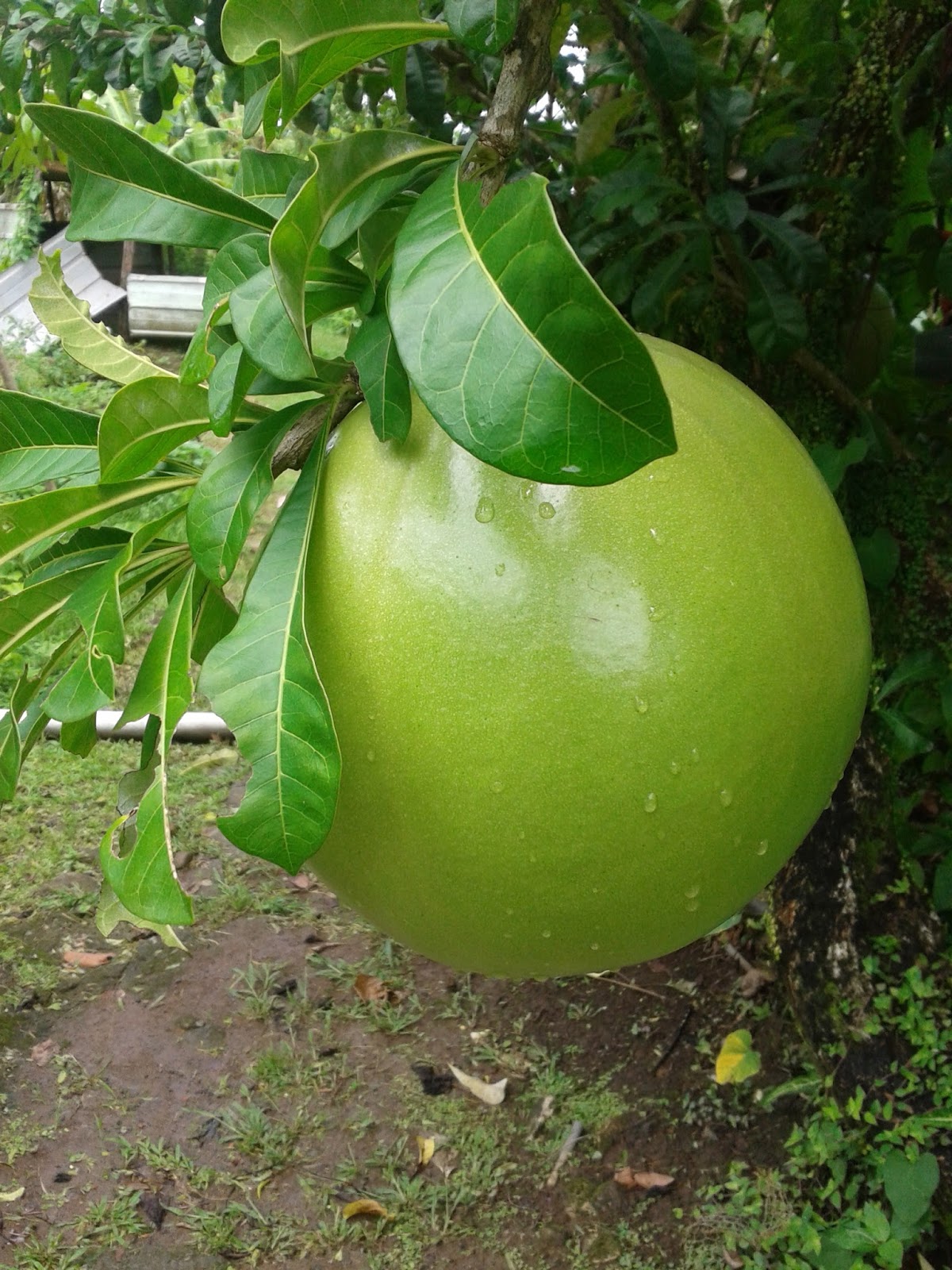 Persil et oignon pays: Calebasse et kwi