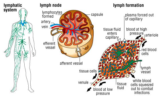 MANFAAT MANDI AIR SEJUK UNTUK KESIHATAN DAN KECANTIKAN - atiehilmi.com ...