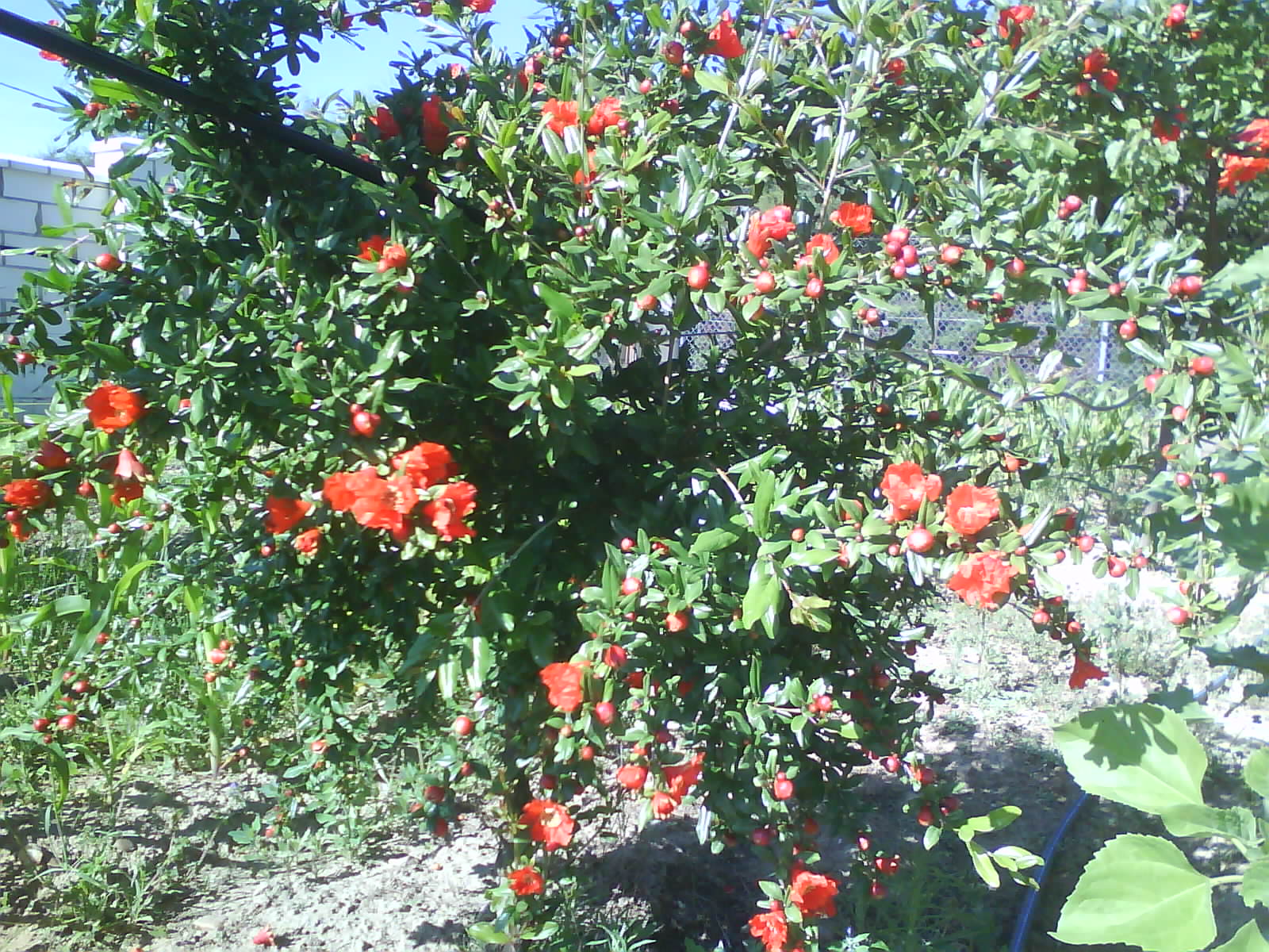 Faenas de la Huerta: Granadas