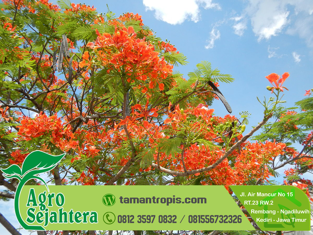 Tajuk Pohon Flamboyan