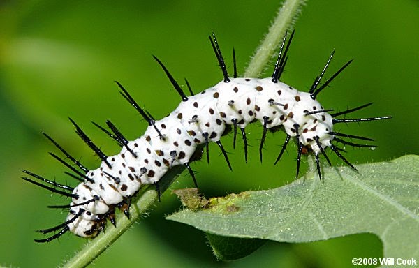 Huellas del Paraíso: Hermosas Orugas, la belleza antes de levantar el vuelo