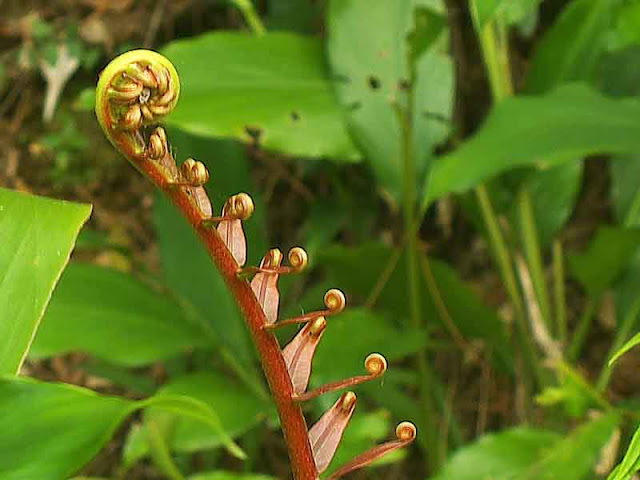 Ryukyu Life: Fern Photos: Flying Spider-monkey Tree