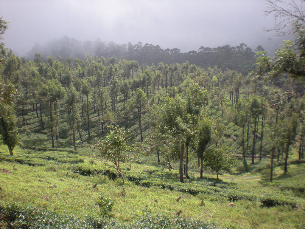 Tamilnadu Tourism: Manjolai Tea Estate, Manjolai Hills
