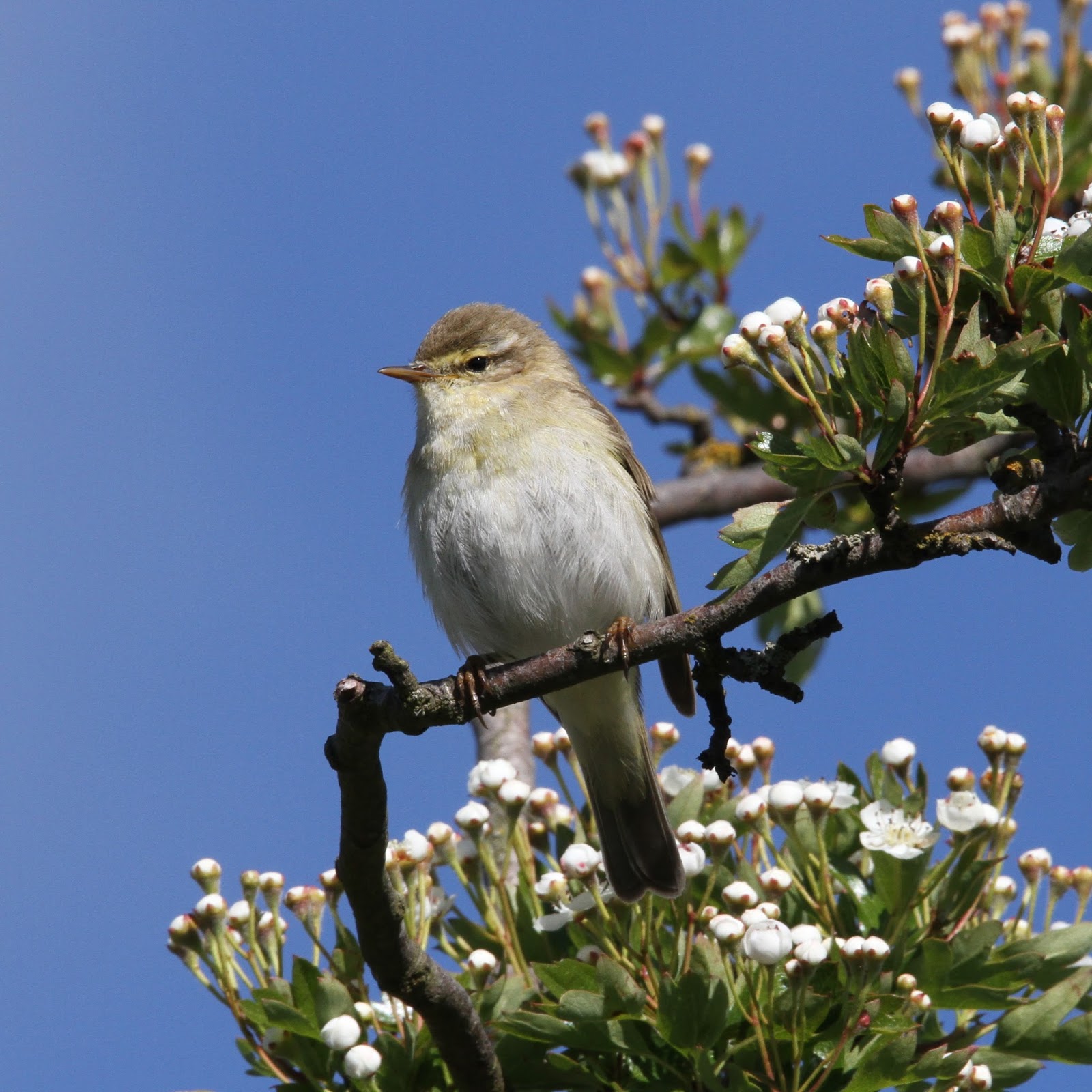 TrogTrogBlog: Bird of the week - Willow warbler