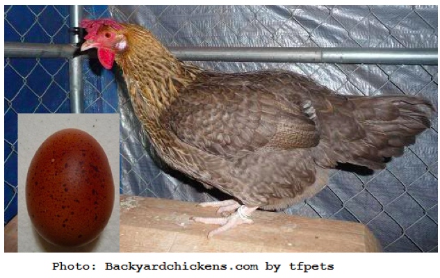 Chickens: 12 of the Best Brown Egg-Layers | Big Picture Agriculture