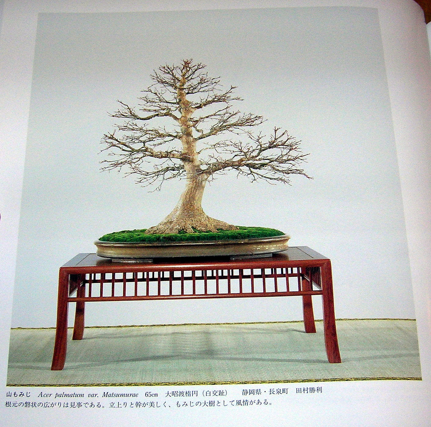 Walter Pall Bonsai Adventures: Japanese maple #11