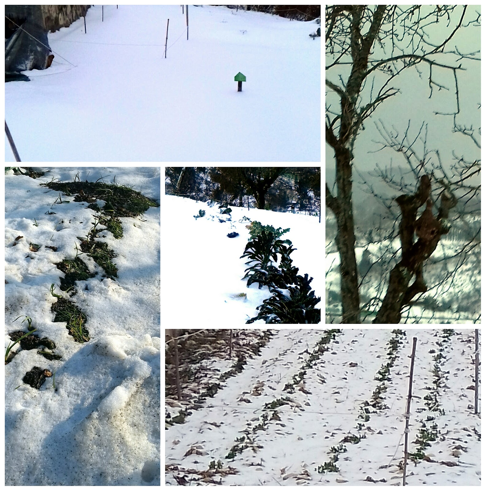 Il Giardino di Zerdesht: Il Corso dell'Anno come Respiro della Terra e ...