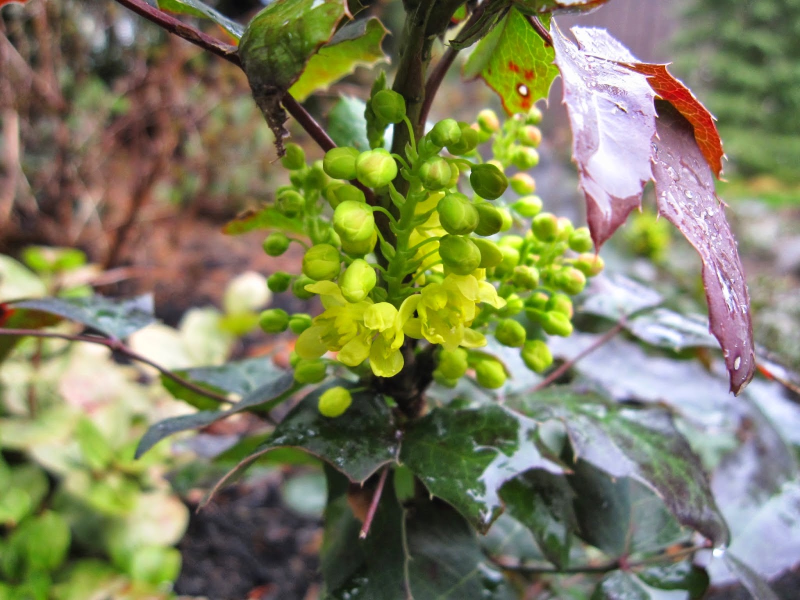MulchMaid: Mahonia repens is my favorite plant in the garden - this week