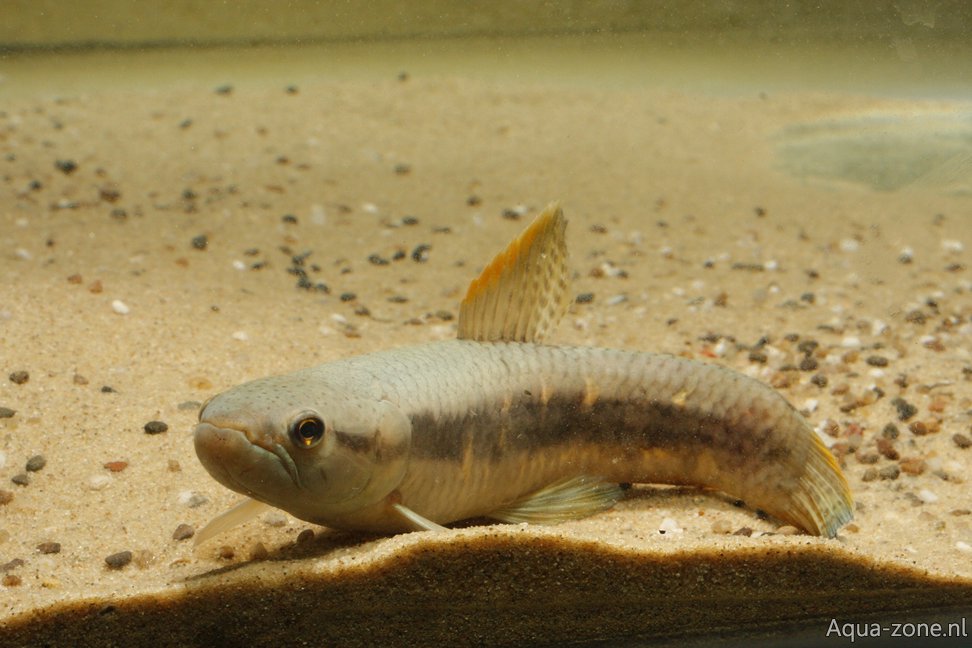 Sharing my fish pictures | MonsterFishKeepers.com