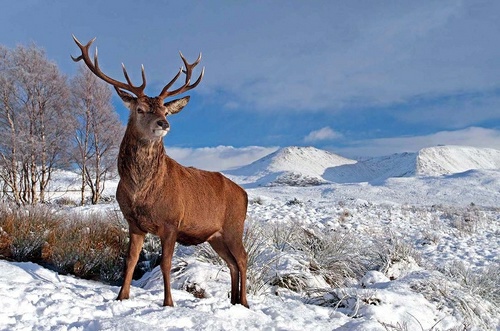 Gambar Rusa | Kumpulan Gambar