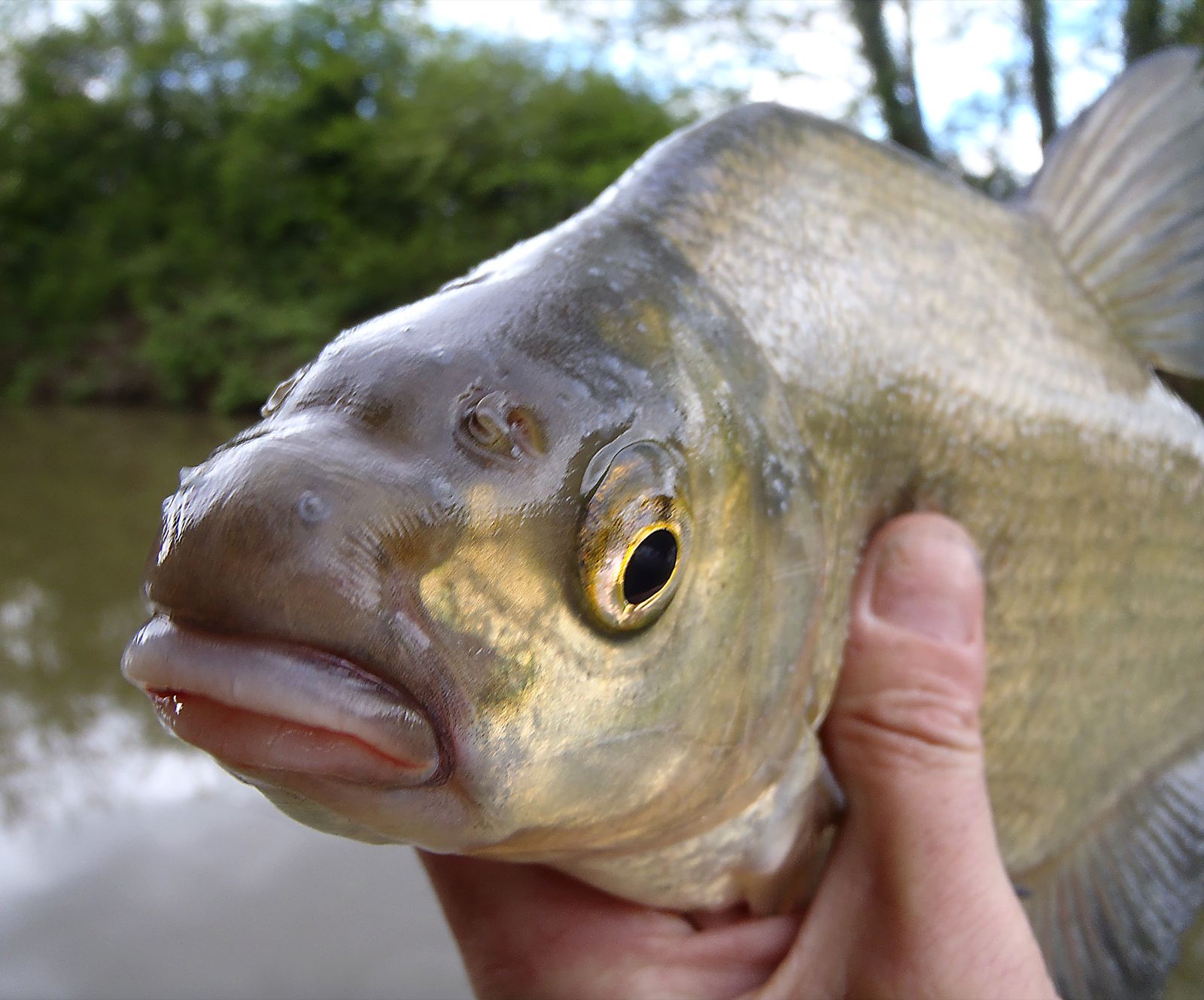 Idler's Quest: Silver Bream - Phenomenal Fish