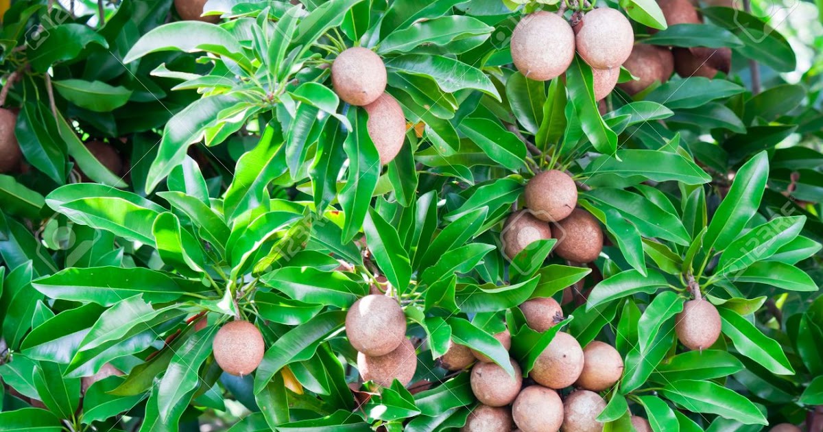Uses of Vaerer in Sapota tree