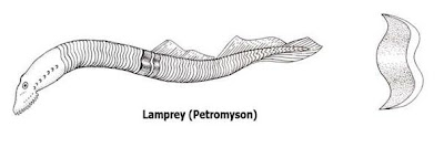 jEn Samaku: Sistem Urat Daging (Otot) pada ikan