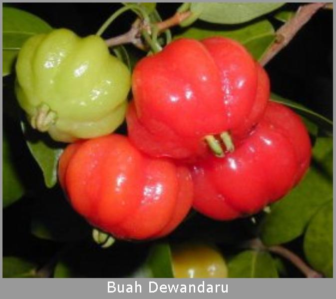 dewondaru: DEWO NDARU