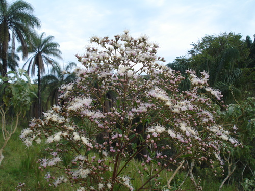 O Mágico Jardim de Airmied: ASSA-PEIXE