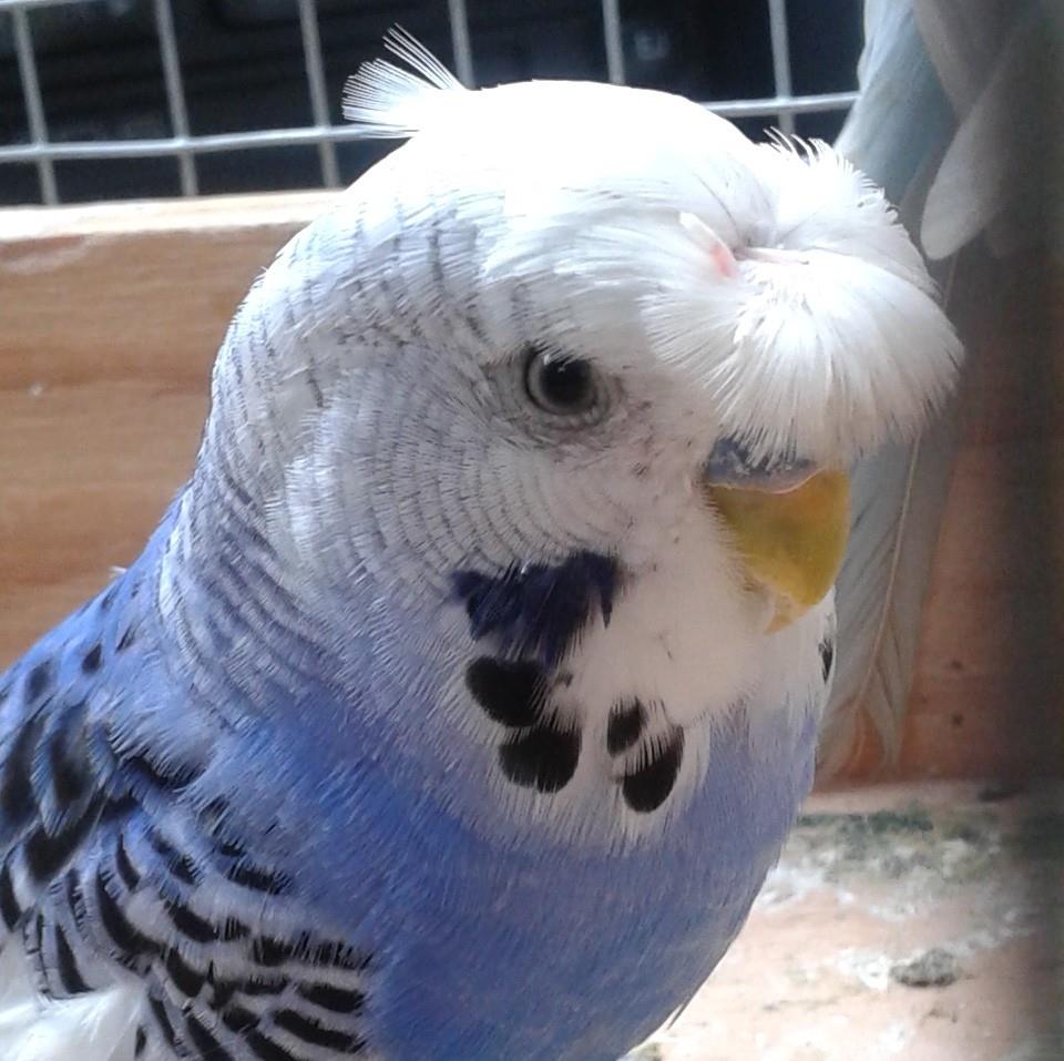 Pasari exotice - Toate speciile de papagali