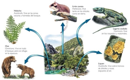 La Biología aplicada.: Adaptaciones al ambiente
