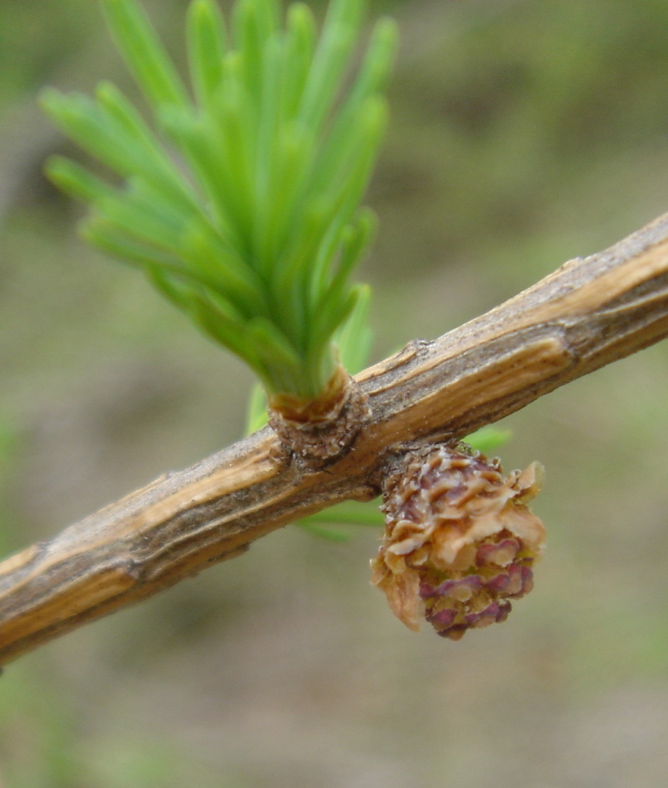 Wild Wild Woods: native deciduous conifers