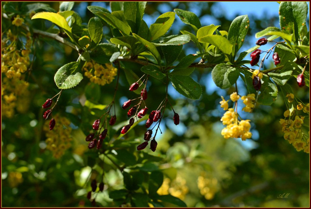AM Fotod: Kukerpuu (Berberis) - Aasta puu 2015